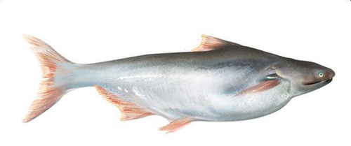 Basa Fish - Amit Fish Centre, Nagpur, Maharashtra