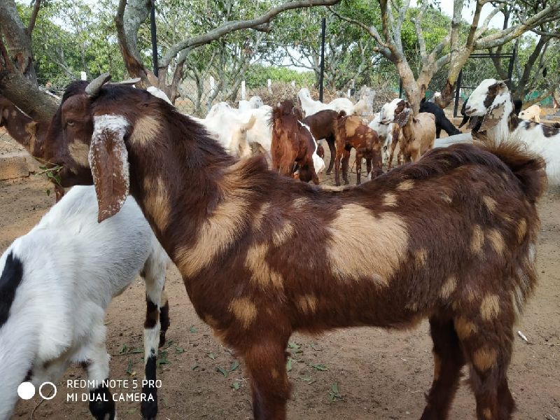 Healthy Meat Farms in ChikBallapur - Service Provider of Exotic Goat ...