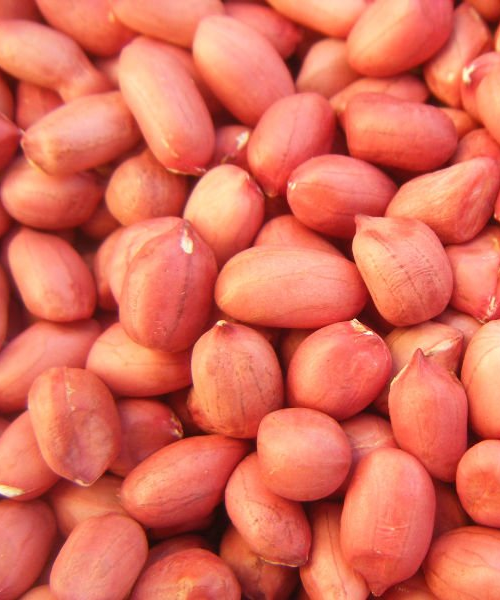 Java Peanut at Best Price in Surat | Baldha Export