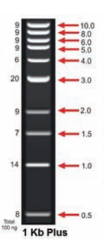 1 Kb Plus DNA Ladder, for Clinical, Hospital, Color : Black - Transiom Genomics, Surat, Gujarat