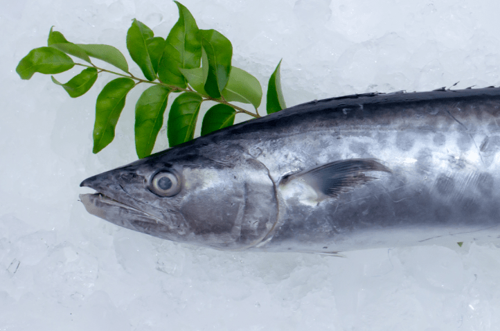 Frozen Anjal Fish at Best Price in Delhi | Cherryhills Agribusiness LLP