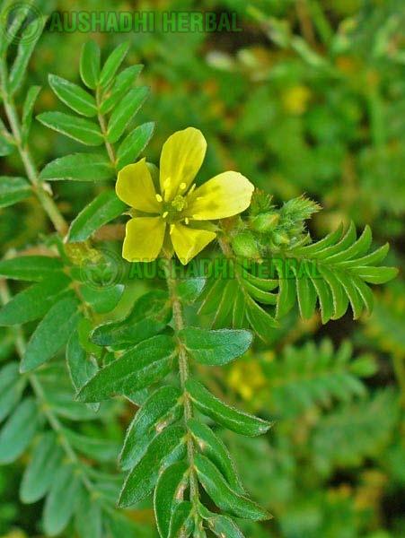 Gokhru Extract at Rs 500 / Kilogram in Delhi - ID: 1024024 | Aushadhi ...