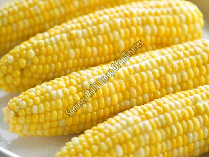 Fresh Corn at best price INR 70INR 90 / Kilogram in Nagpur Maharashtra ...