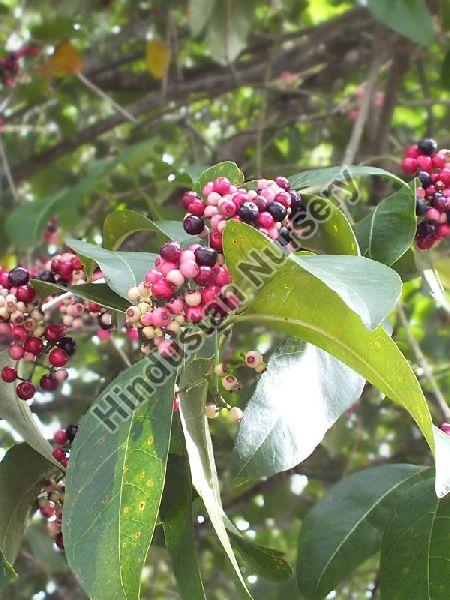 Java Plum Plant, Color : Green, Natural-green by Hindustan Nursery from ...