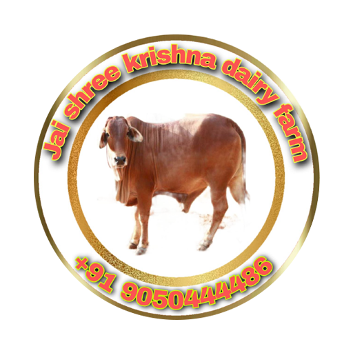 Hf Cow at Best Price in Karnal | Jaishree Krishna Dairy Farm