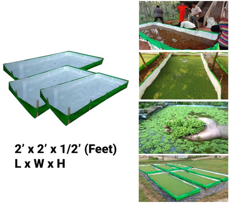 Azolla Growing Bed at best price in Durgapur from Toolsvilla E-Services ...