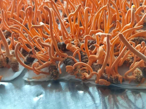 Dark Orange Keeda Jadi Cordyceps Militaris, INR 100 / Gram by Vedarsh ...
