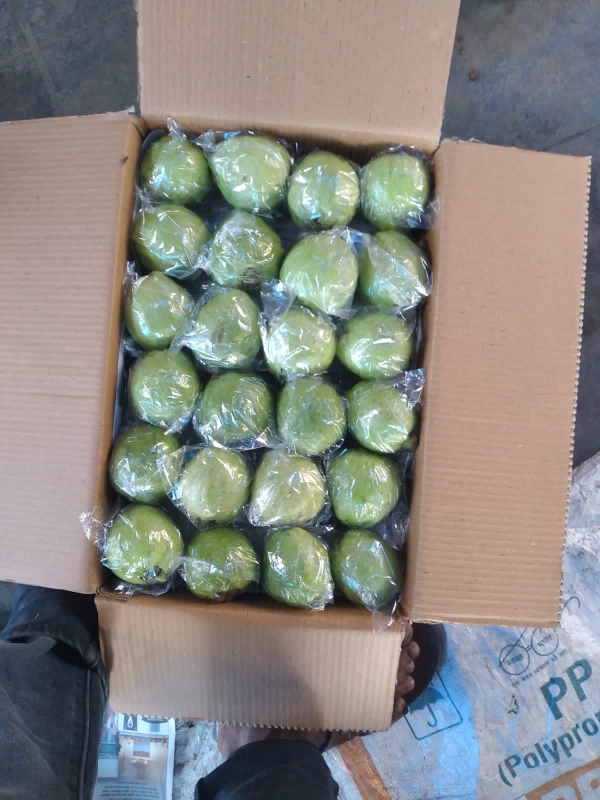 Natural Fresh Guava, Packaging Type : Paper Box, Packaging Size : 10kg ...