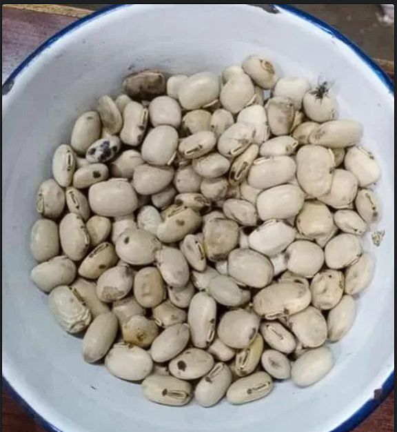 Kaunch Beej, Form : Seeds, INR 32INR 35 / Kilogram by Sri Bhagyalakshmi ...