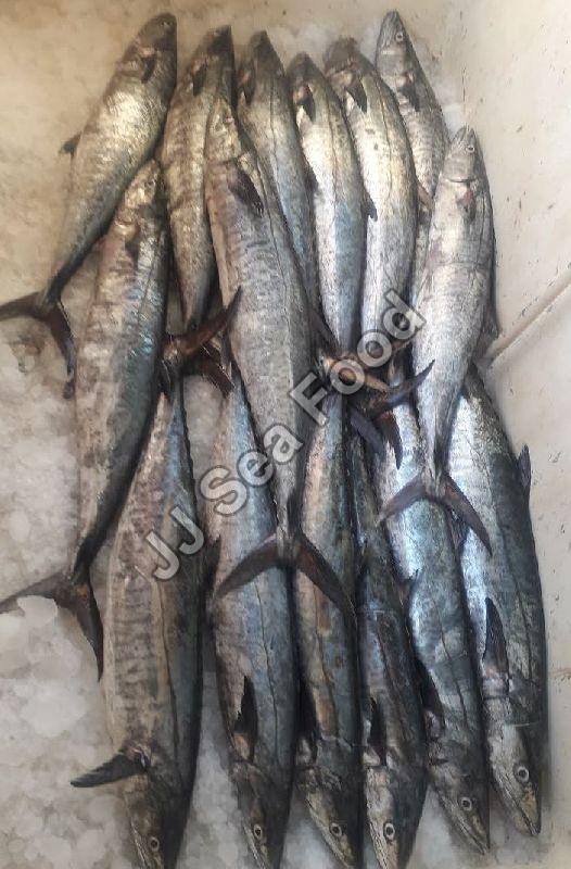 Seer Fish, Type : Frozen at best price in Nagapattinam Tamil Nadu from ...