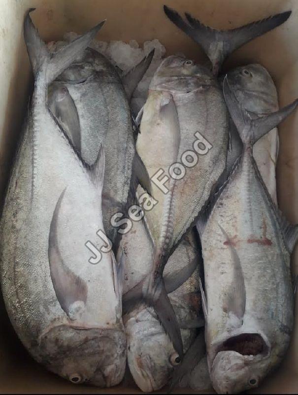 Silver Trevally Fish, Style : Preserved by JJ Sea Food from ...
