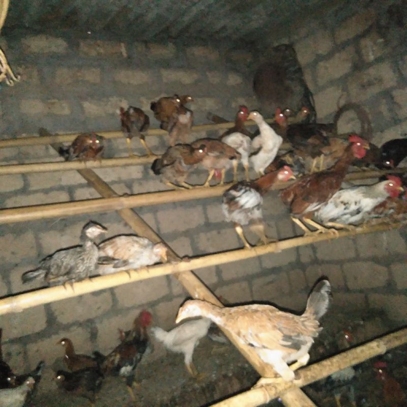 Avadh poultry in Gir Somnath - Manufacturer of Free Range Chicken