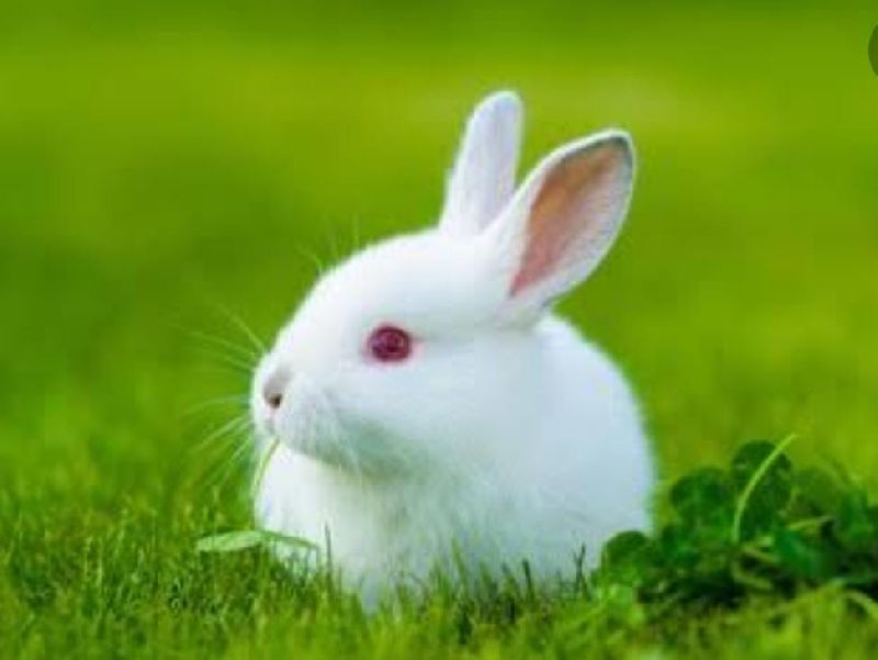 Rabbit farm in Sonipat - Manufacturer of American White Rabbit & Rabbit ...