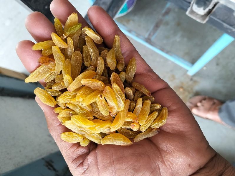 Raisins SBK40, Color : Golden,Grinish at best price INR 195INR 200 ...