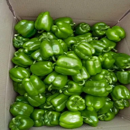 Fresh Green Capsicum at best price INR 35 / Kilogram in Delhi Delhi ...
