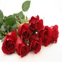 Anitharose Farms & Exports in Hosur - Retailer of Fresh Cut Roses