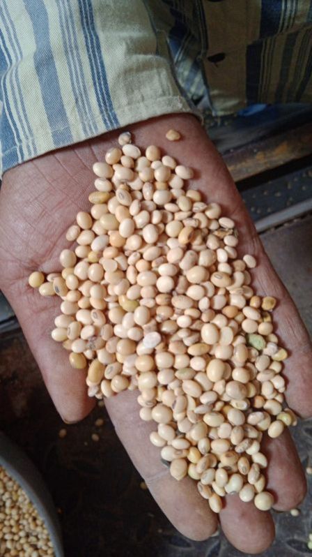 Ismail adam in Gir Somnath - Trader of Soya Bean Seeds & organic wheat