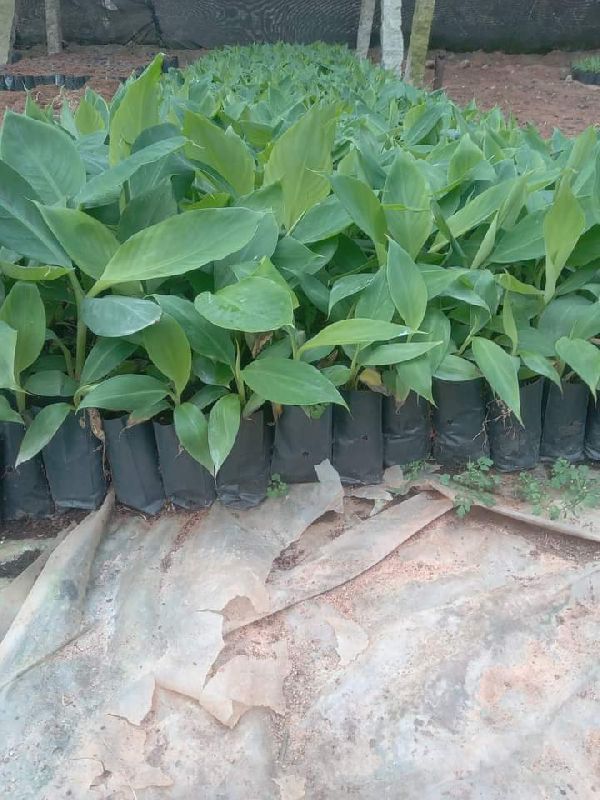 Agriculture bio tech in Hosur - Trader of G9 Banana Plants & Elakki Plants
