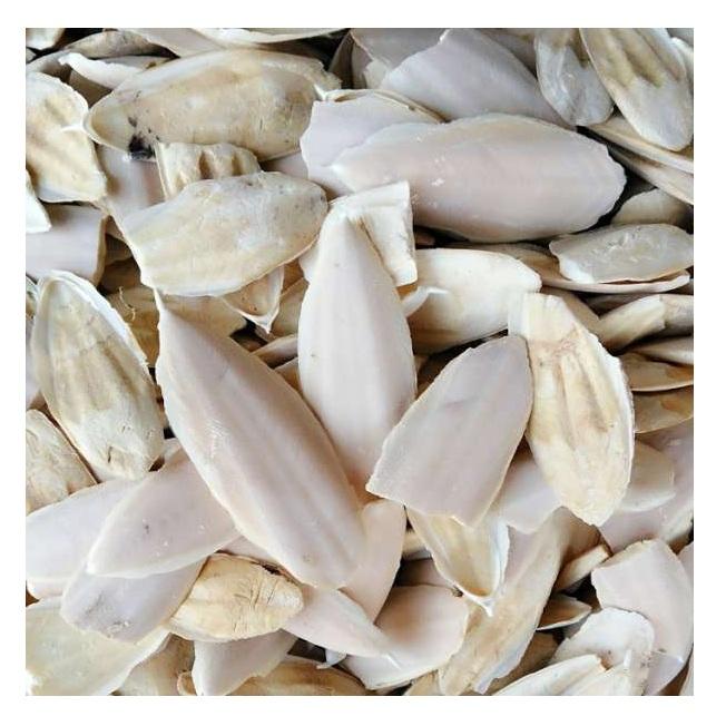 cuttle fish bone, Type : Cuttlefish - Daltam Warehouse, Pune, Maharashtra