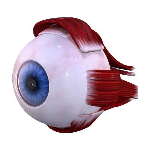 Biological Eyes Model, Application : Broadly used in schools and ...