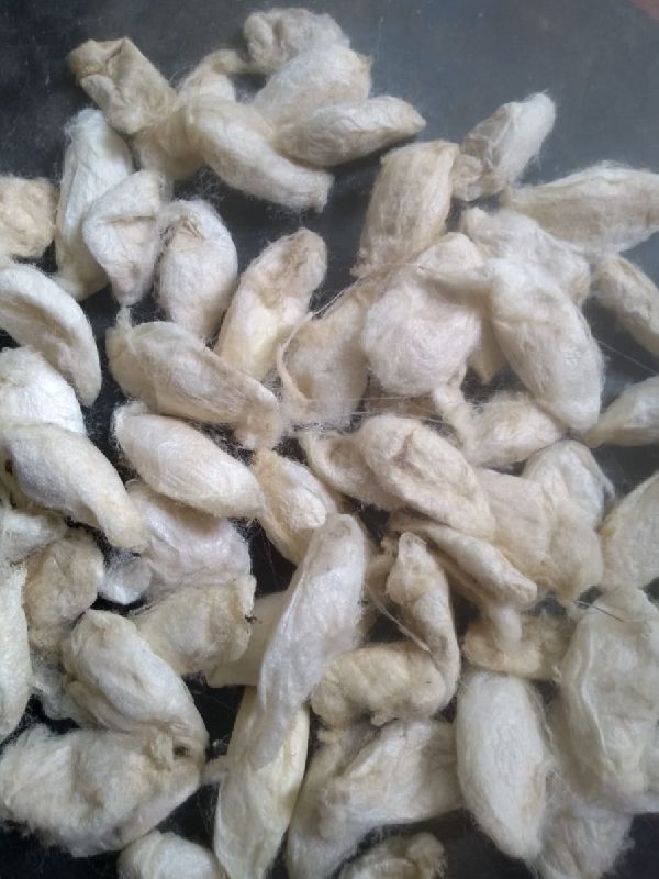 White Eri Silk Cocoons, Packaging Type : Vacuum Packed - Sri Krishna ...