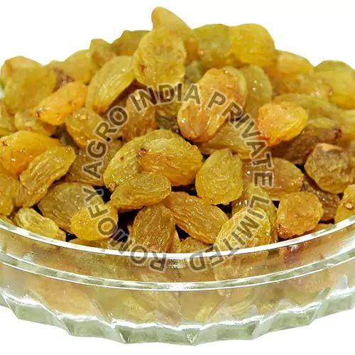 Golden Raisin at Best Price in Mumbai | Romofy Agro India Pvt Ltd
