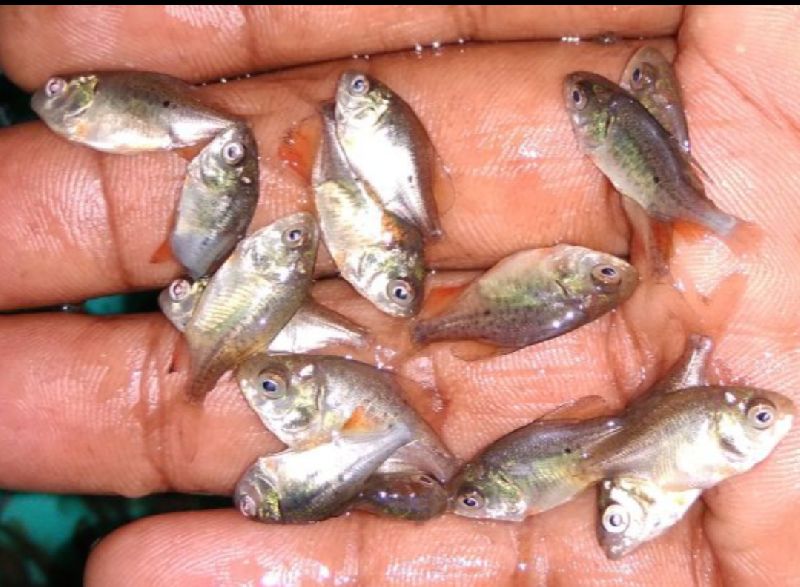 Roopchand Fish Seeds, Feature : High In Protein, Longer Shelf Life ...