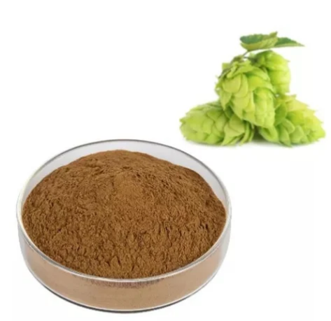 Hop Flower Extract, Form : Powder, Packaging Type : Drum at Rs 700 ...