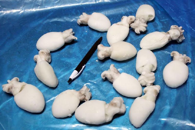 Frozen Baby Cuttlefish Cleaned - Angelplus Foods, Kochi, Kerala