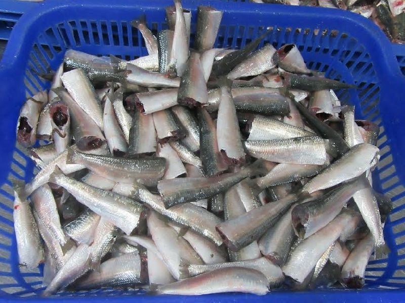 Frozen Indian Oil Sardine Fish - Angelplus Foods, Kochi, Kerala