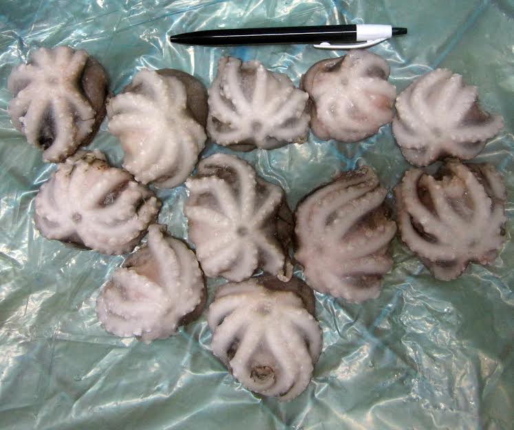 Frozen Octopus, For Food - Angelplus Foods, Kochi, Kerala
