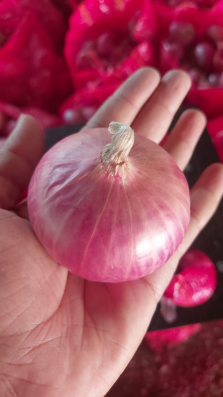 Pink Fresh Onion - Indian Export Hub, Ranchi, Jharkhand