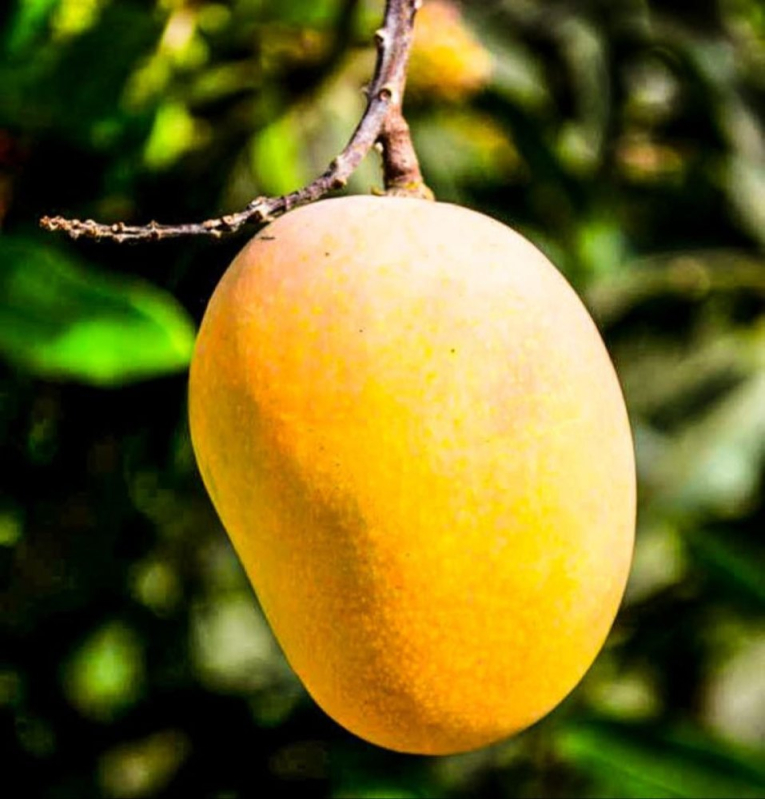 Fresh Amrapali Mango - Jay Mahalaxmi Nursery And Farm, Valsad, Gujarat