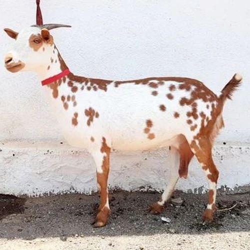 Live Barbari Female Baby Goat, Style : Alive - Mt Goat Farm, Ajmer ...