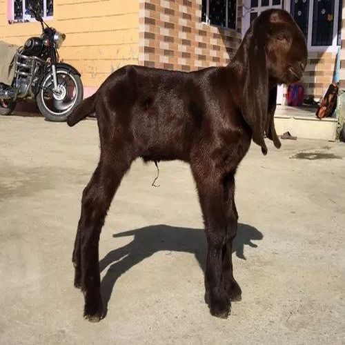 Live Beetal Male Baby Goat, Style : Alive - Mt Goat Farm, Ajmer, Rajasthan