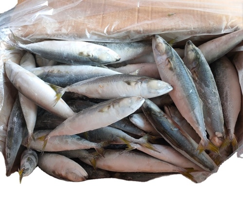 Frozen Sardine Fish, Feature : Good For Health, Good Protein, Packaging ...