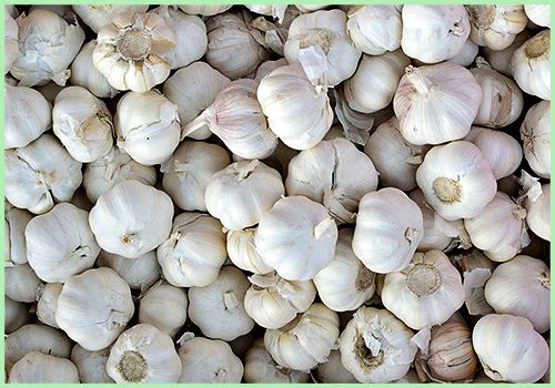 Fresh Garlic, for Cooking, Style : Solid - Shree Vinayak Trading ...