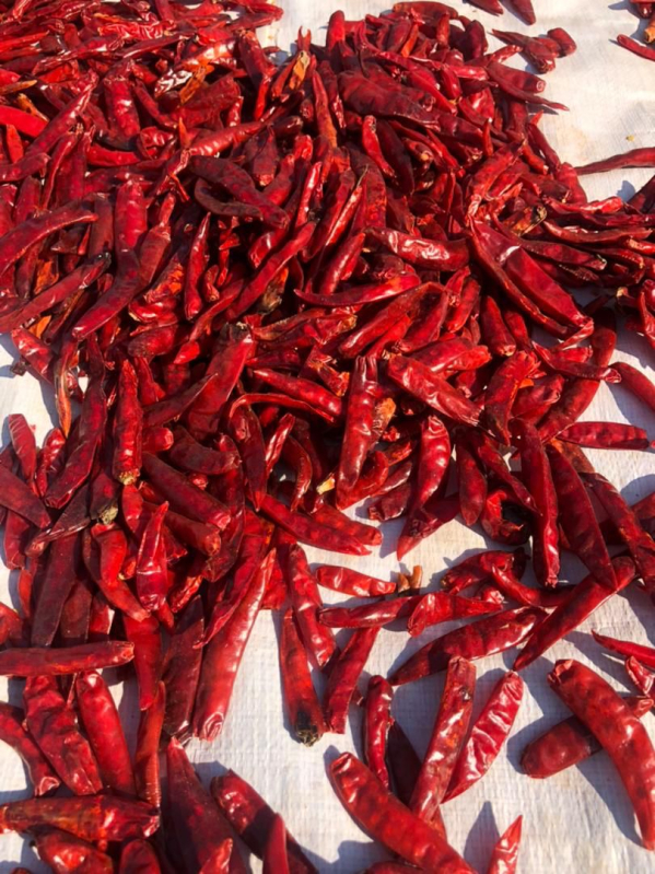 Teja Red Chilli, Chilli Type:Teja - AK International Exporter And ...