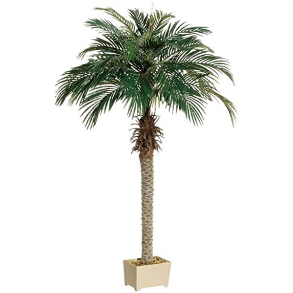 Palm Tree, Packaging Type : Plastic Bag at Rs 50 / Piece in Farrukhabad ...