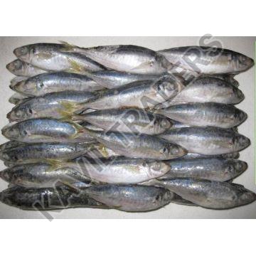 Frozen Mackerel Fish, for Household, Mess, Restaurants, Packaging Type ...