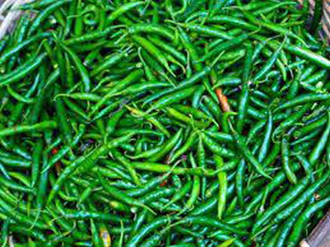 Organic Fresh Green Chilly, for Cooking, Home, Hotels, Packaging Size ...
