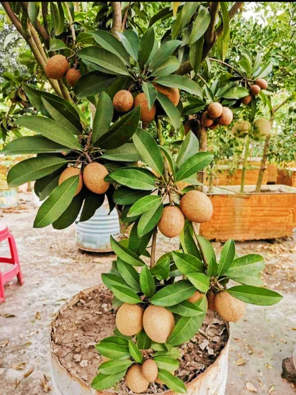 Common Chikoo Plants For Eat Selling Gardening Size Multi Asain Nursery Gajraula Uttar