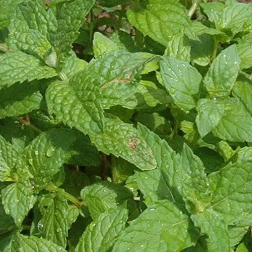 Graded Menthone, Packaging Size : 30-40kg, 40-50kg, Color : Green at Rs ...