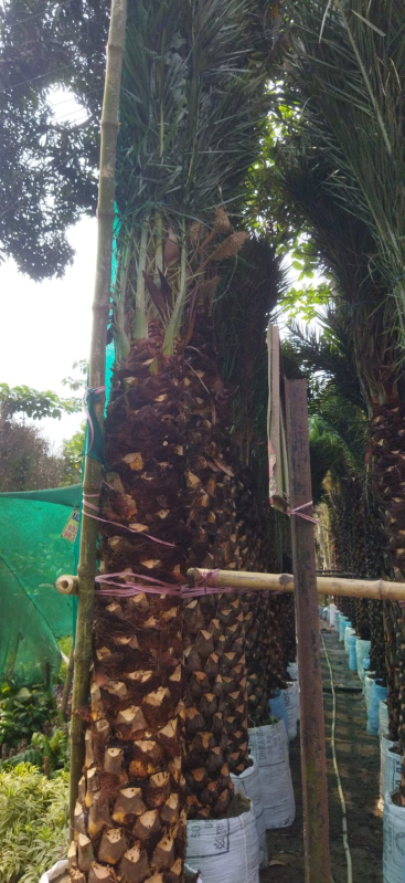 Brother Nursery Natural Date Palm Trees, For Plantation, Packaging Type ...