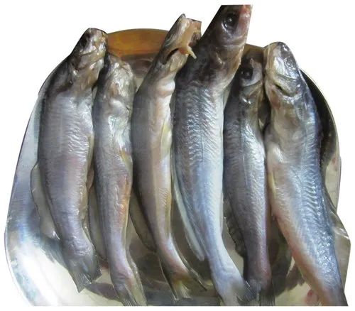 Frozen Tangra Fish, for Human Consumption, Household, Restaurant ...
