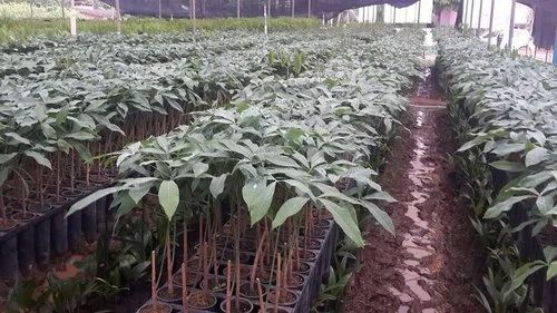 Heavy Duty 3 inch x 9 inch Plastic Root Trainer at Rs 10 / Piece in ...