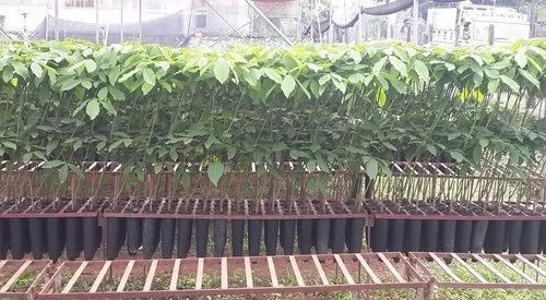 Heavy Duty 3 inch x 9 inch Plastic Root Trainer at Rs 10 / Piece in ...