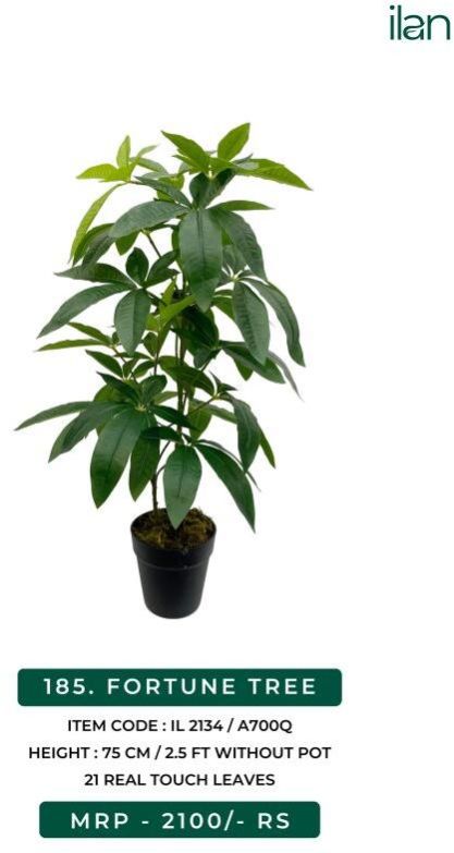 FORTUNE TREE 2134, Size : 2.5 FT at Rs 700 in Surat - ID: 6907833 ...