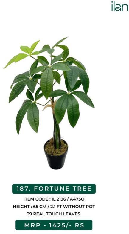 FORTUNE TREE 2136, Feature : Easy Washable at Rs 500 in Surat - ID: 6907824