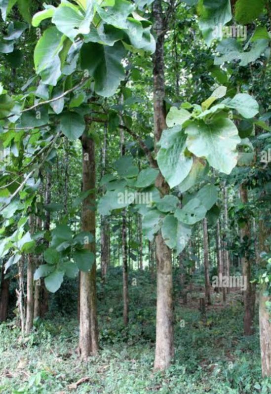 Kshatriya Enterprises Brown Uttar Pradesh 5000 Sagvan Tree Sagwan ...